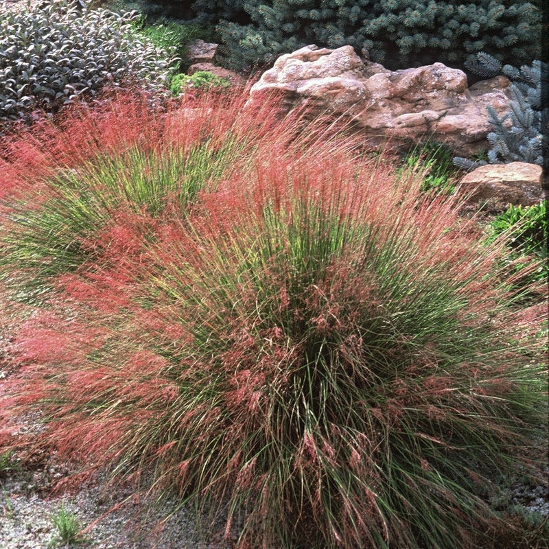 The Best Drought Resistant Plants for Your Colorado Landscape